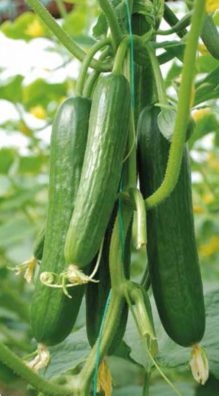 Fito Seeds – Al Jouri Agricultural Materials Company